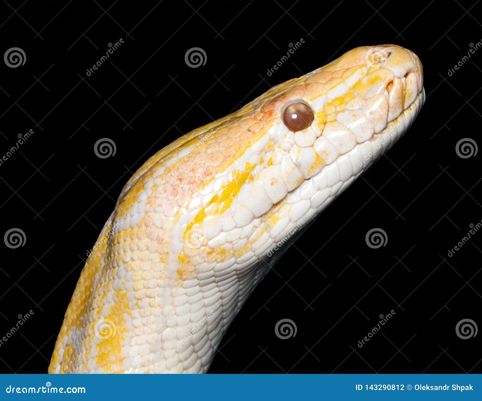 Molurus De Python De Python De Tigre Albinos D'isolement Sur Le Noir ...