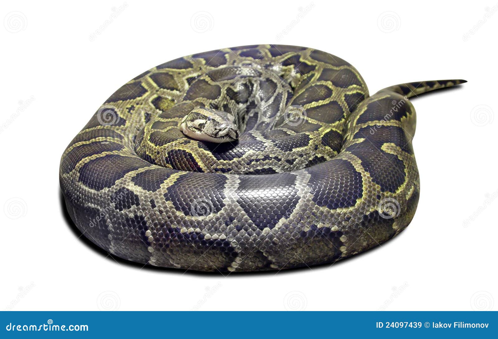 Molurus Van De Python Op Wit Stock Afbeelding - Image of reptiel ...