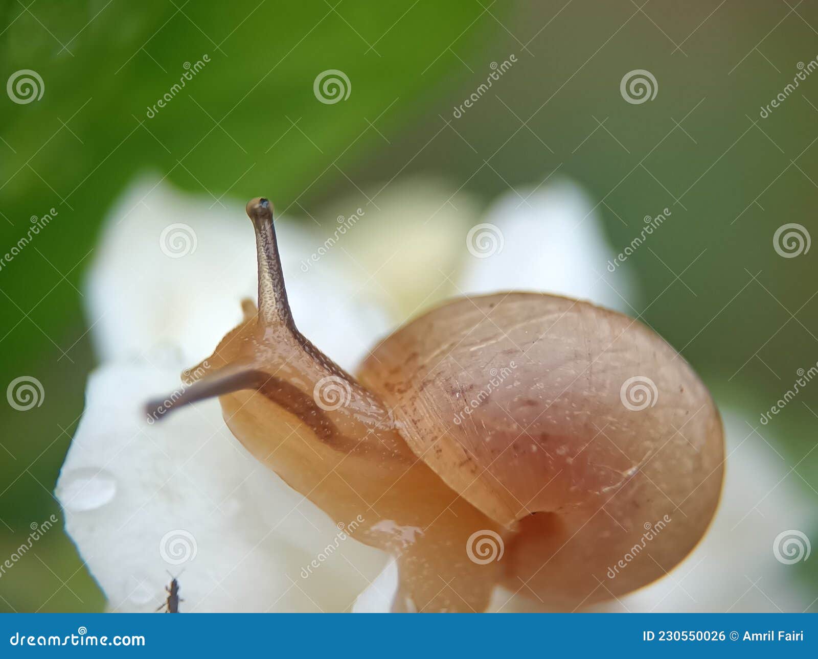 Molusca on the flower stock photo. Image of invertebrate - 230550026
