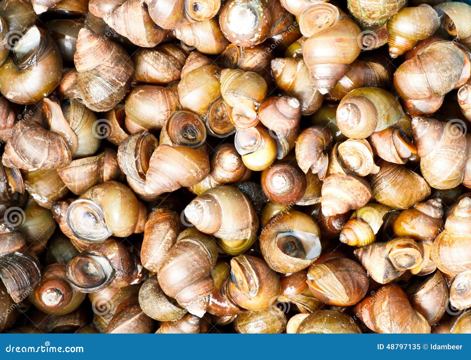 Molusco imagen de archivo. Imagen de costero, australia - 48797135