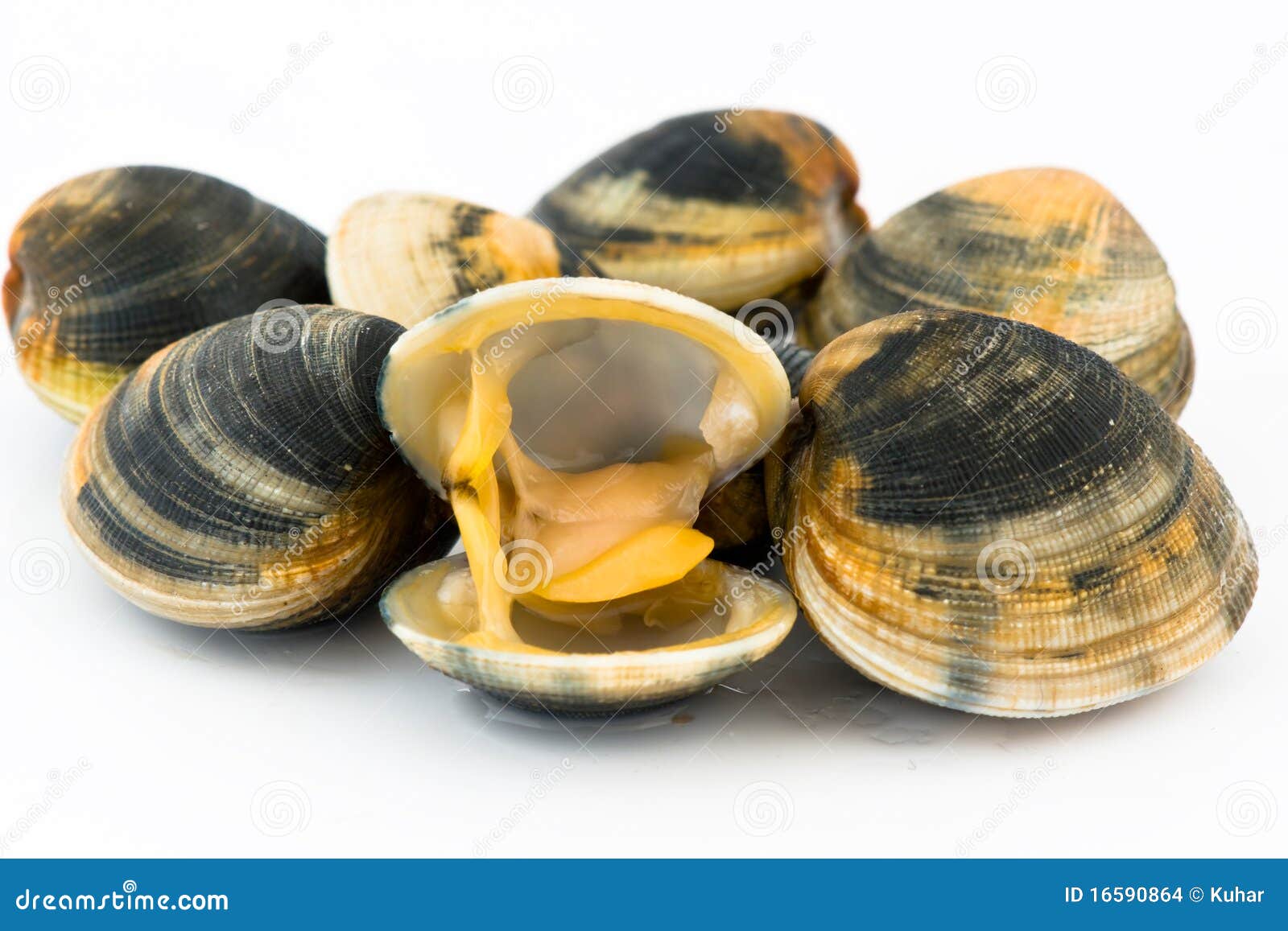 Moluscos foto de stock. Imagem de vivo, vitalidade, isolado - 16590864