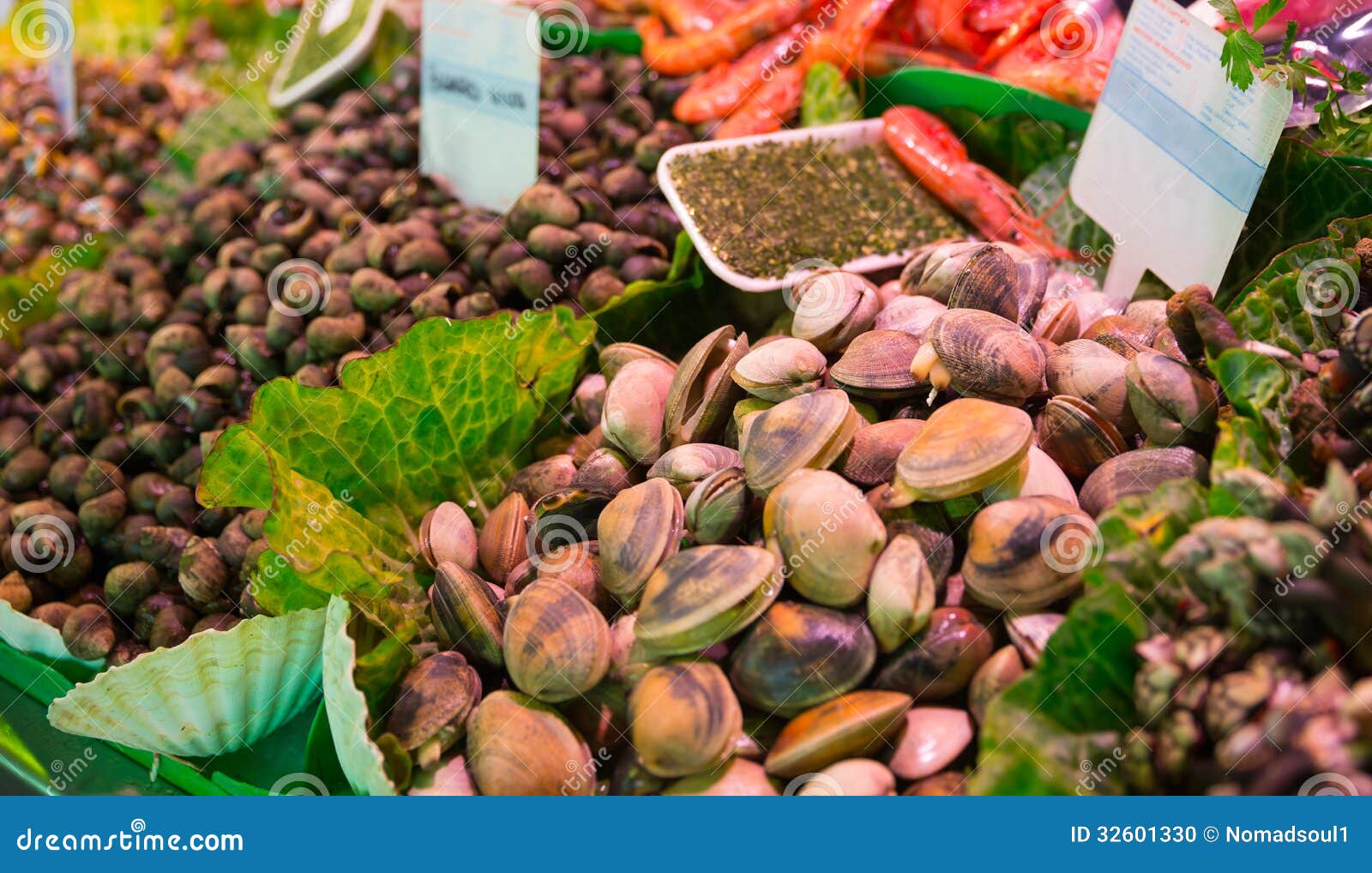 Moluscos clasificados foto de archivo. Imagen de comer - 32601330