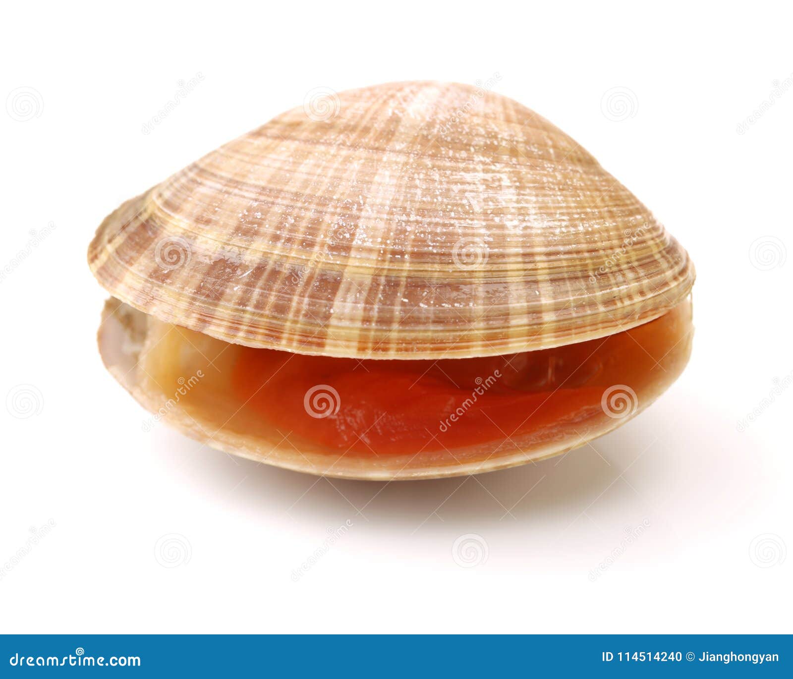 Moluscos duros, quahog foto de stock. Imagem de vivo - 114514240