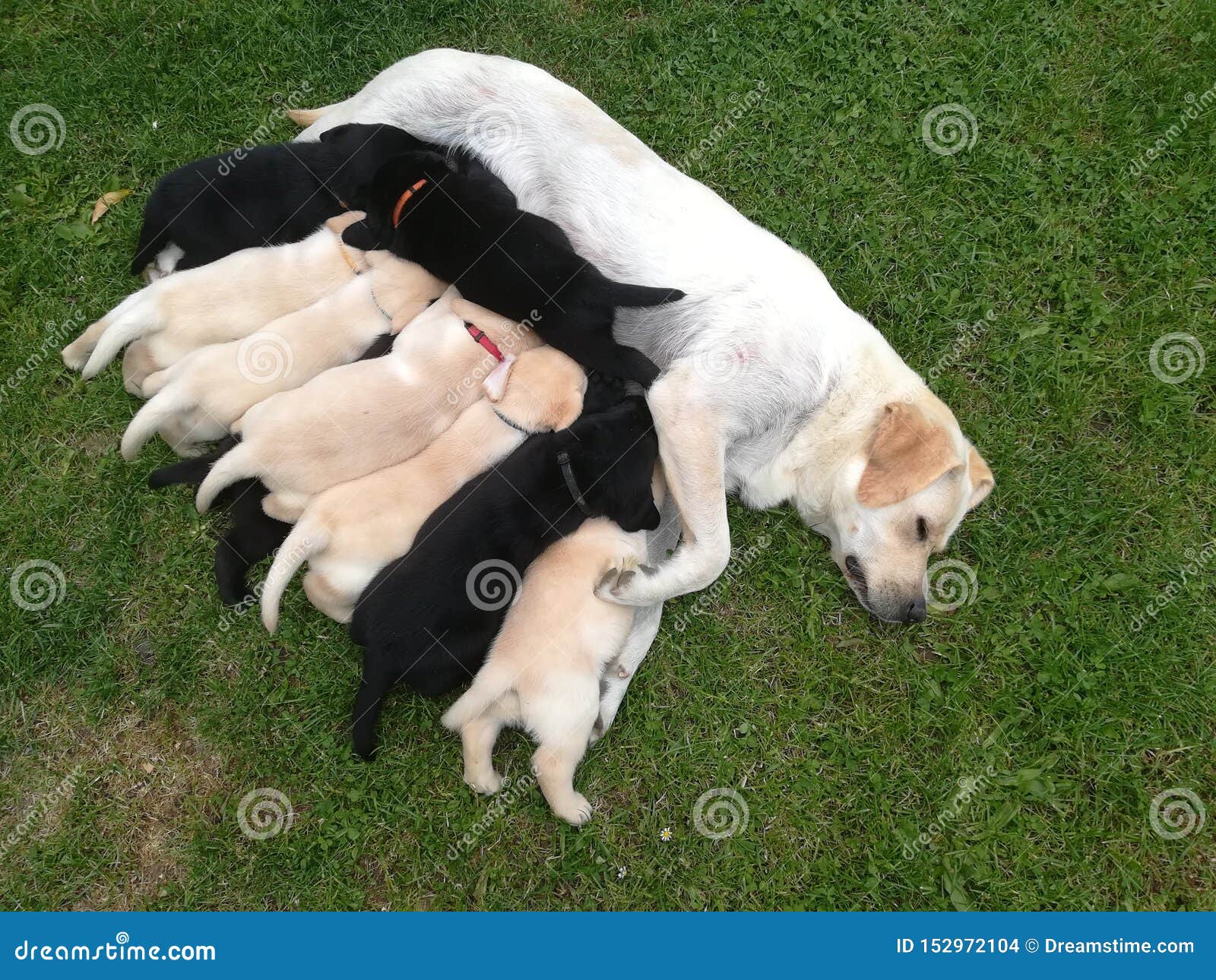 Mom stock photo. Image of puppy, labrador, white, beautiful - 152972104