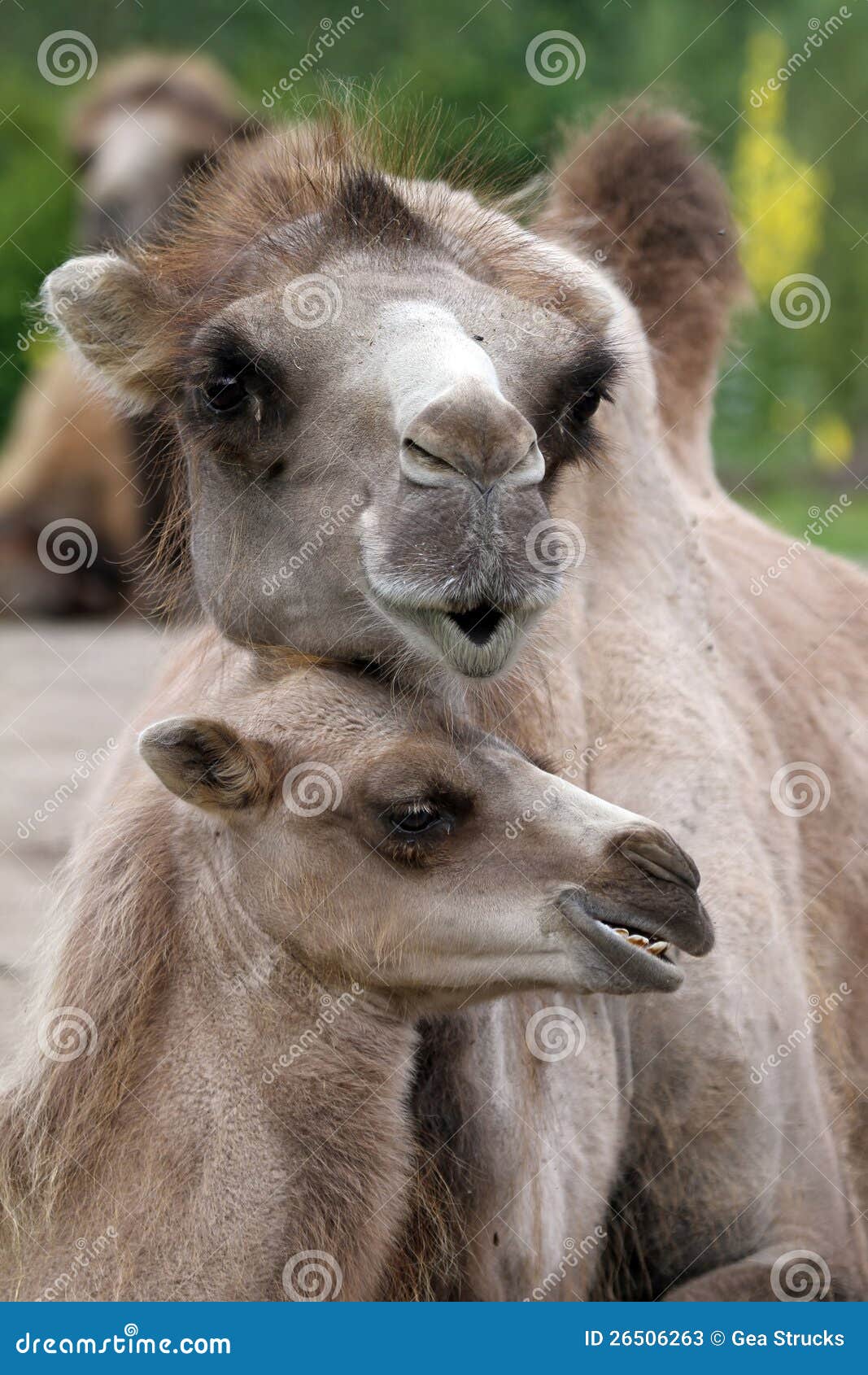 Mom and baby camel stock image. Image of mother, baby - 26506263