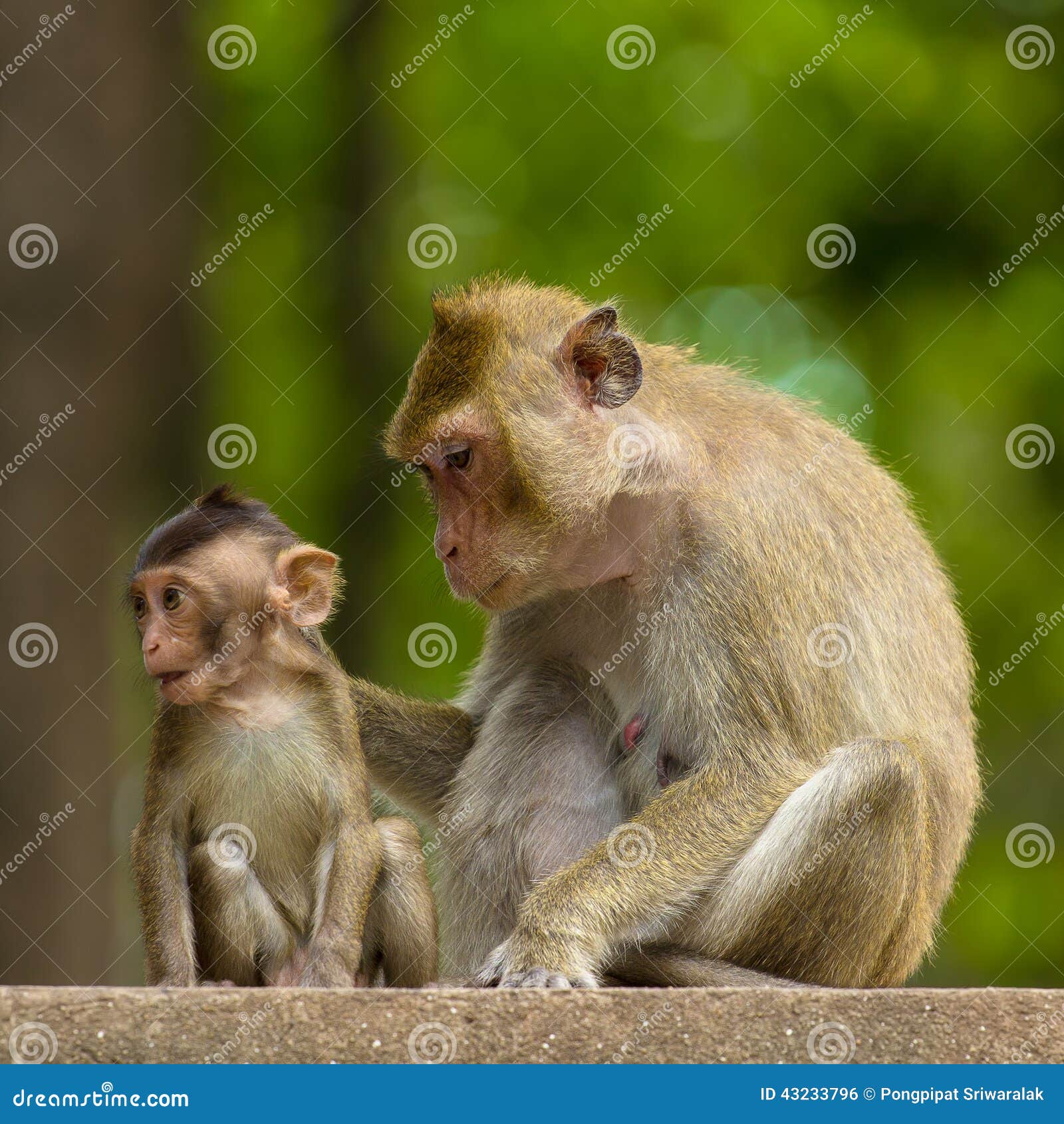 Mom and baby monkey stock photo. Image of furry, groom - 43233796