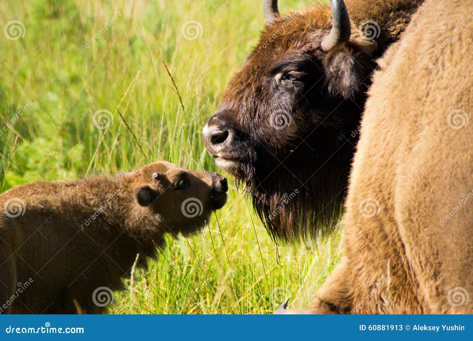 Mom bison with cub. stock image. Image of park, animal - 60881913