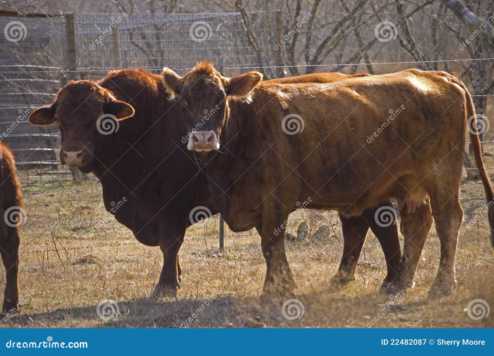 Mom and Dad Cows stock image. Image of heafer, cattle - 22482087