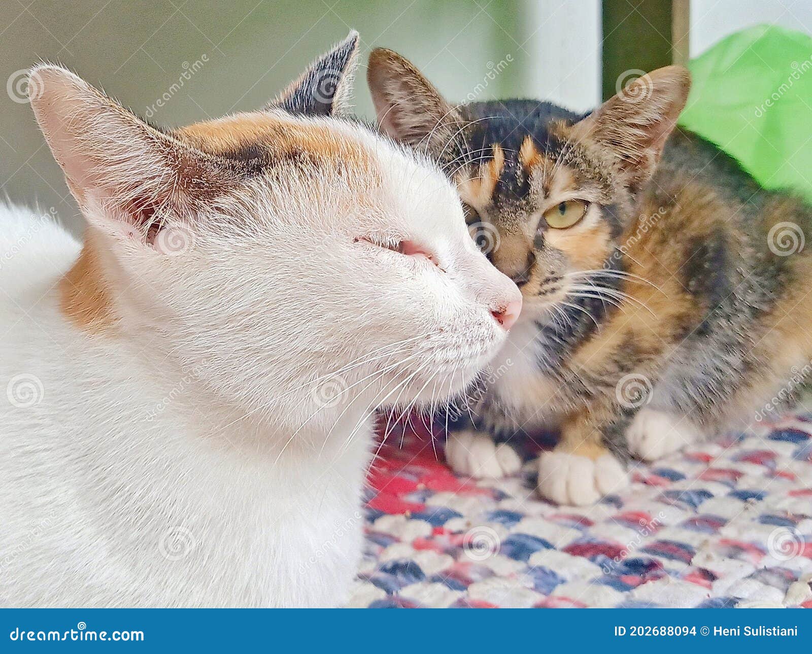 WHITE MOMMY CAT with HER THREE COLOR KITTEN Stock Photo - Image of ...