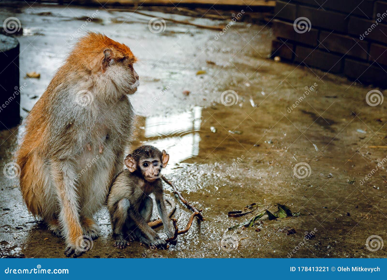 Mom Monkey with Baby in Zoo Stock Image - Image of little, macaque ...
