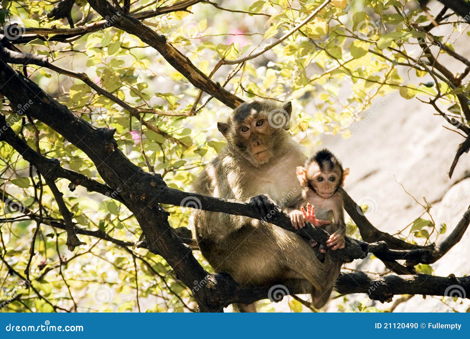 Mom Monkey with Its Baby in Her Arms Stock Photo - Image of wildlife ...