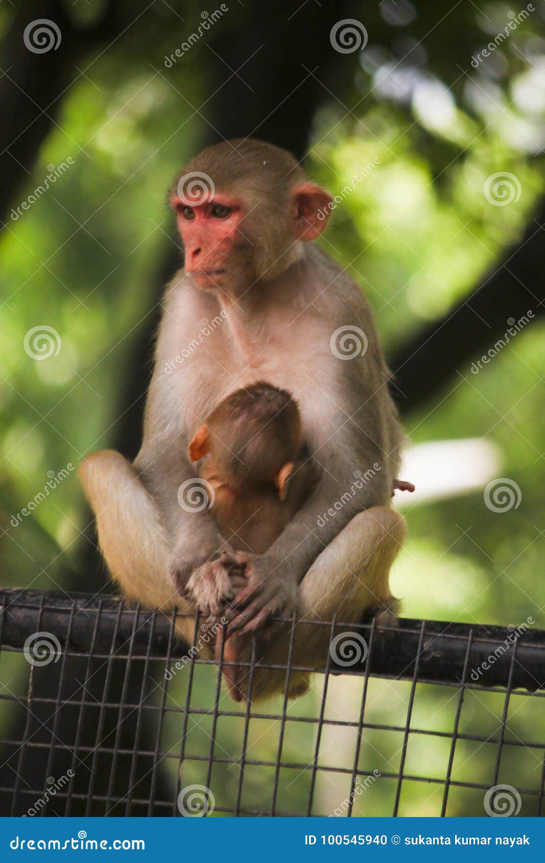 Mom monkey stock photo. Image of mother, monkey, feed - 100545940