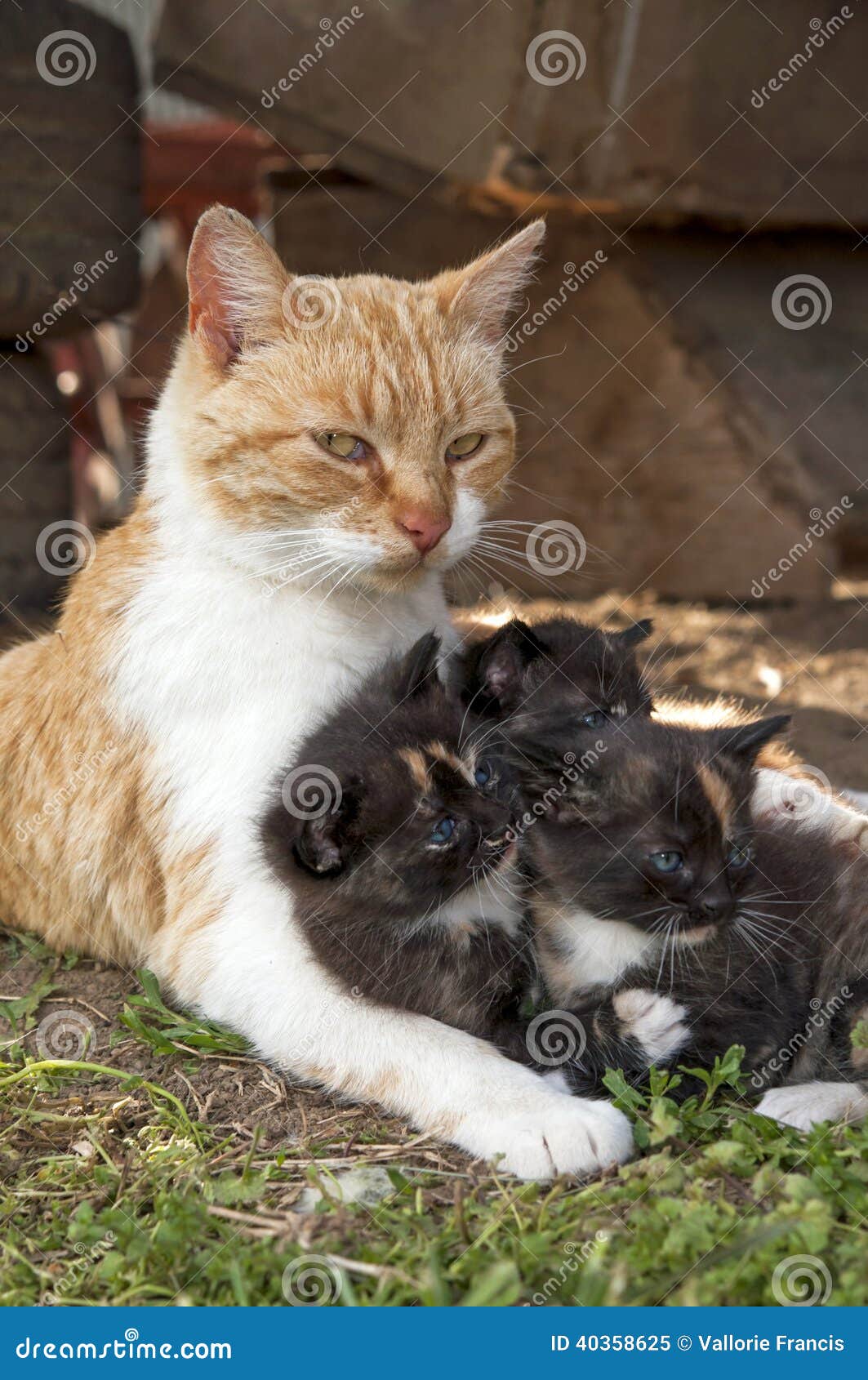 Cat with her kittens stock image. Image of mother, kittens - 40358625