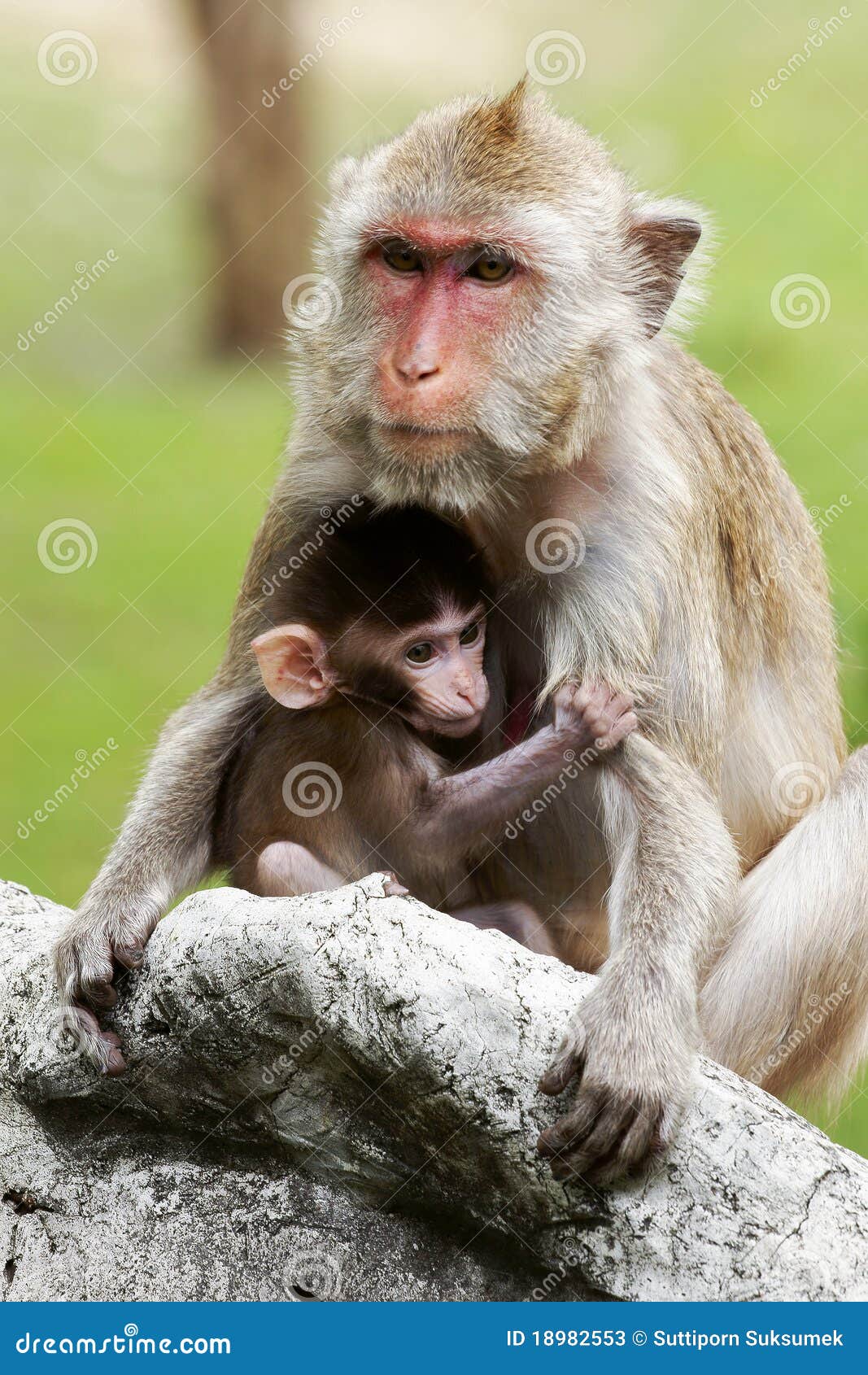Mom and son stock image. Image of adorable, greens, animal - 18982553
