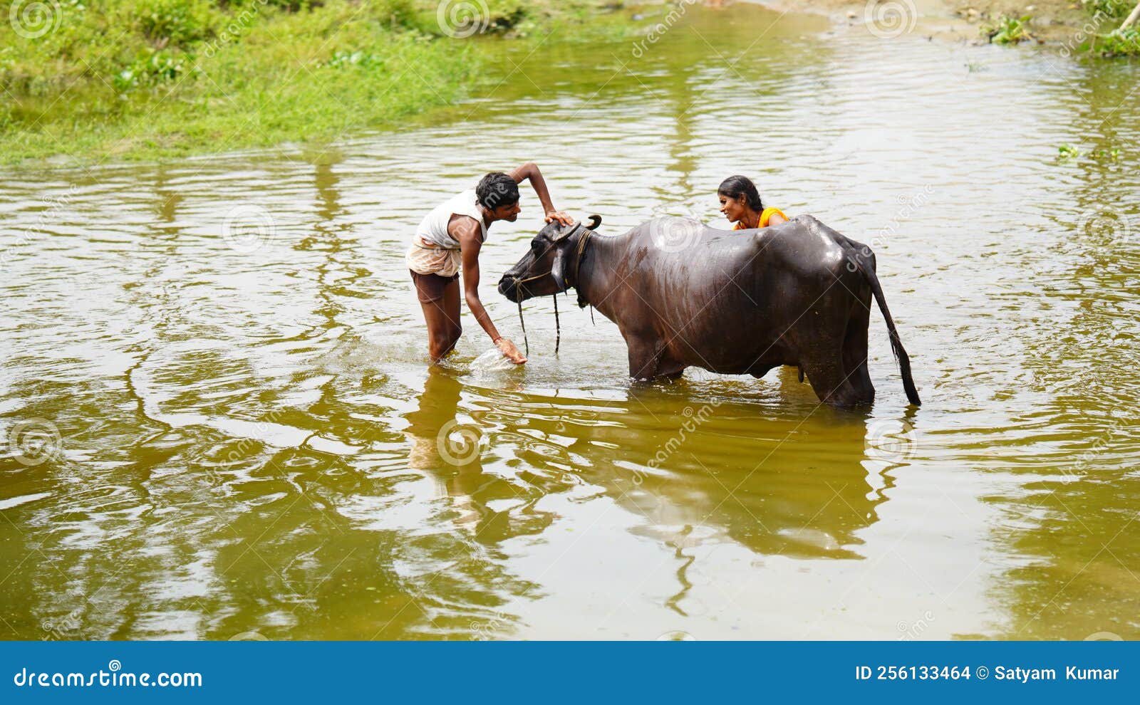 Mom and Son Bathing Buffalo in the River Editorial Stock Image - Image ...