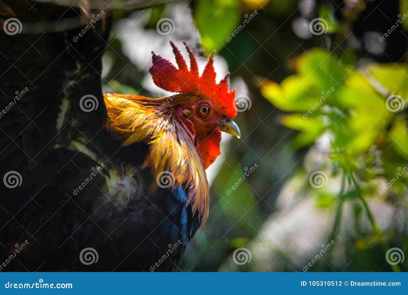 The chicken wings stock photo. Image of animal, white - 105310512