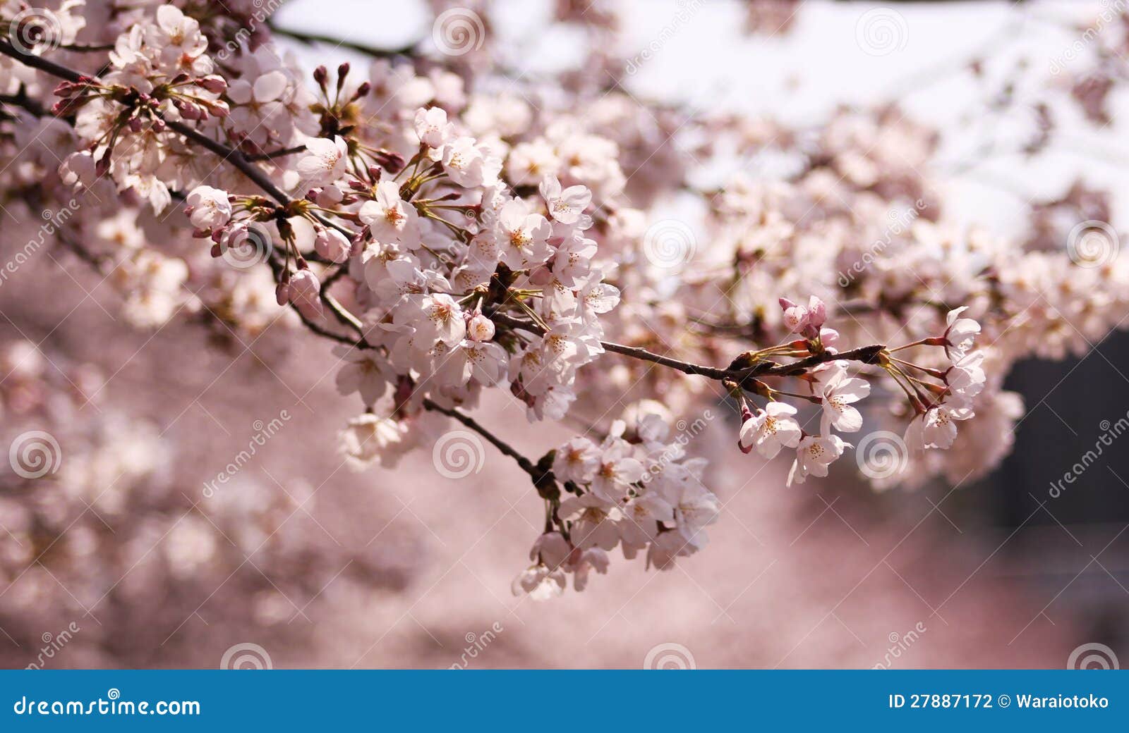 A moment of spring stock photo. Image of sakura, spring - 27887172