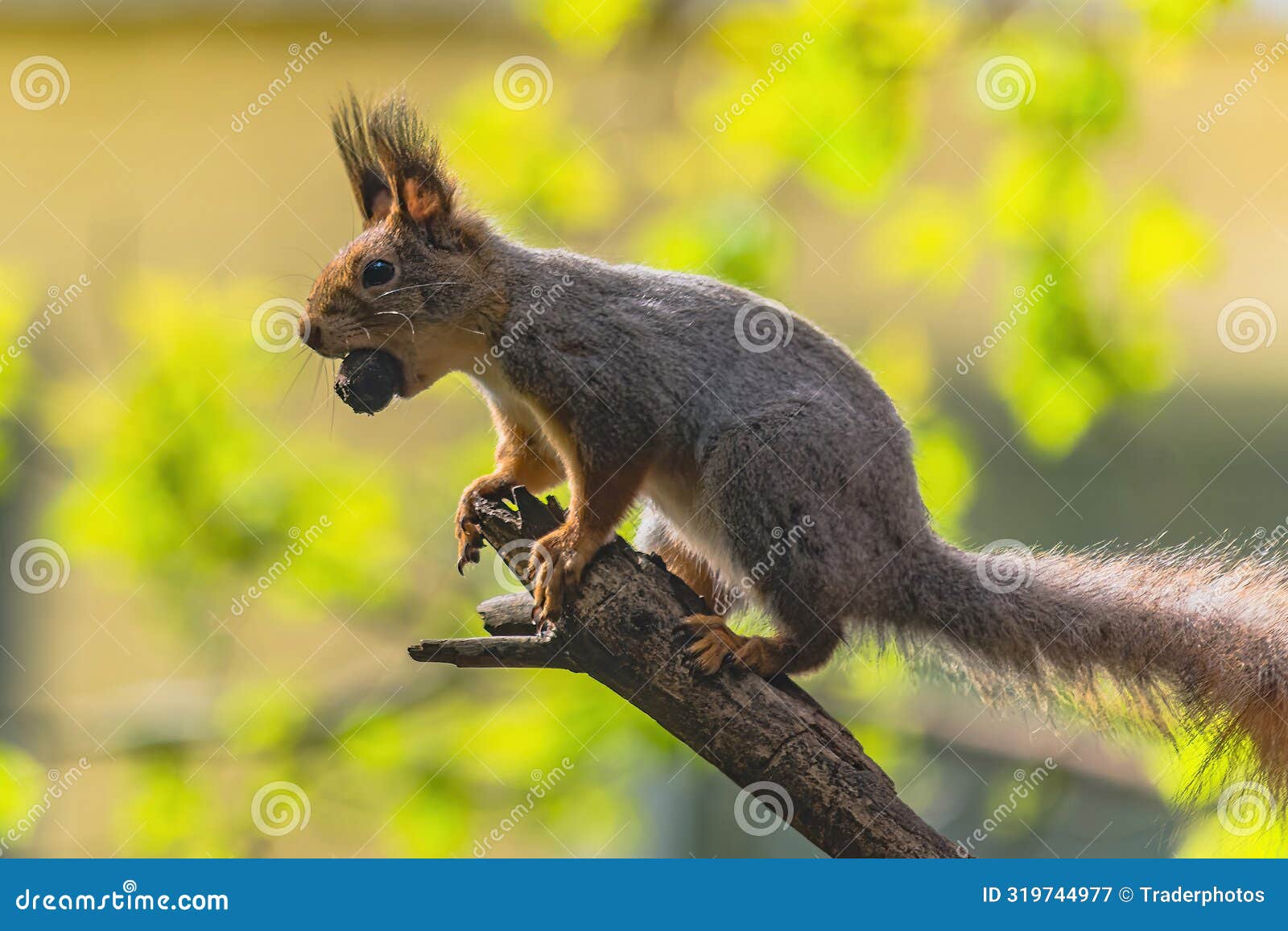 Moments in the Life of a Forest Squirrel Stock Image - Image of mammals ...