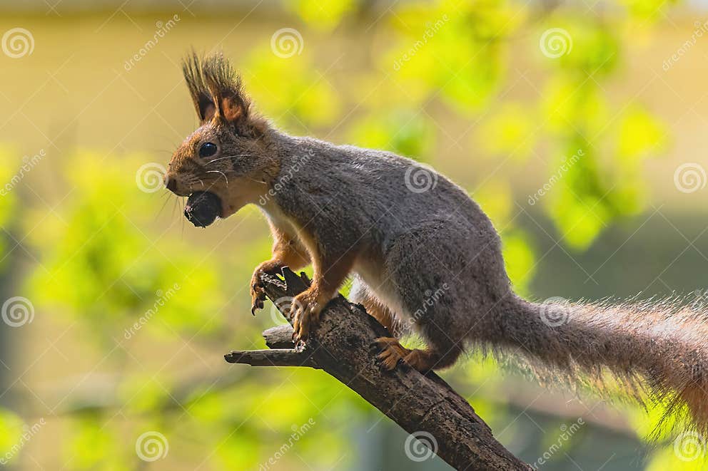 Moments in the Life of a Forest Squirrel Stock Image - Image of mammals ...