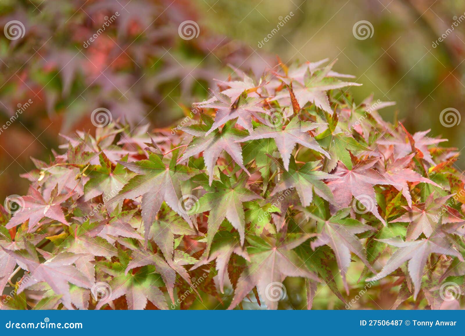 Momiji image stock. Image du couleur, érable, changement - 27506487