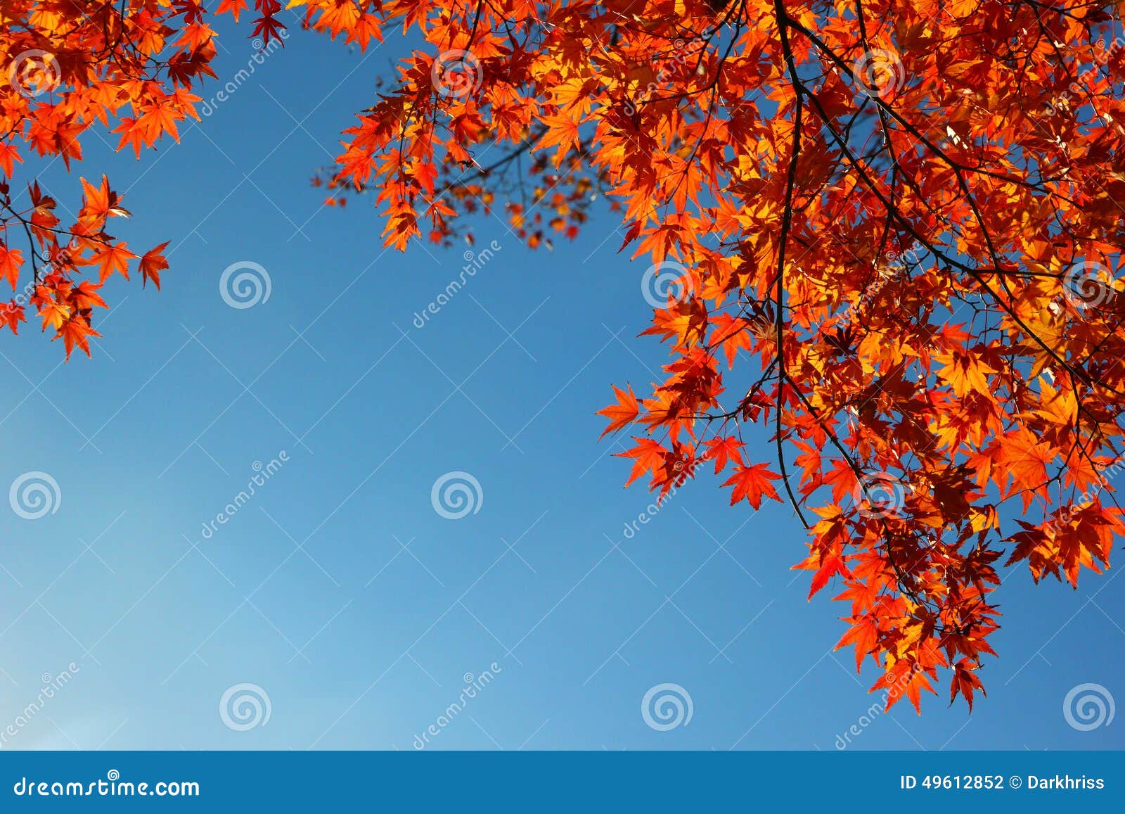 Momiji stock photo. Image of outdoor, calm, japanese - 49612852