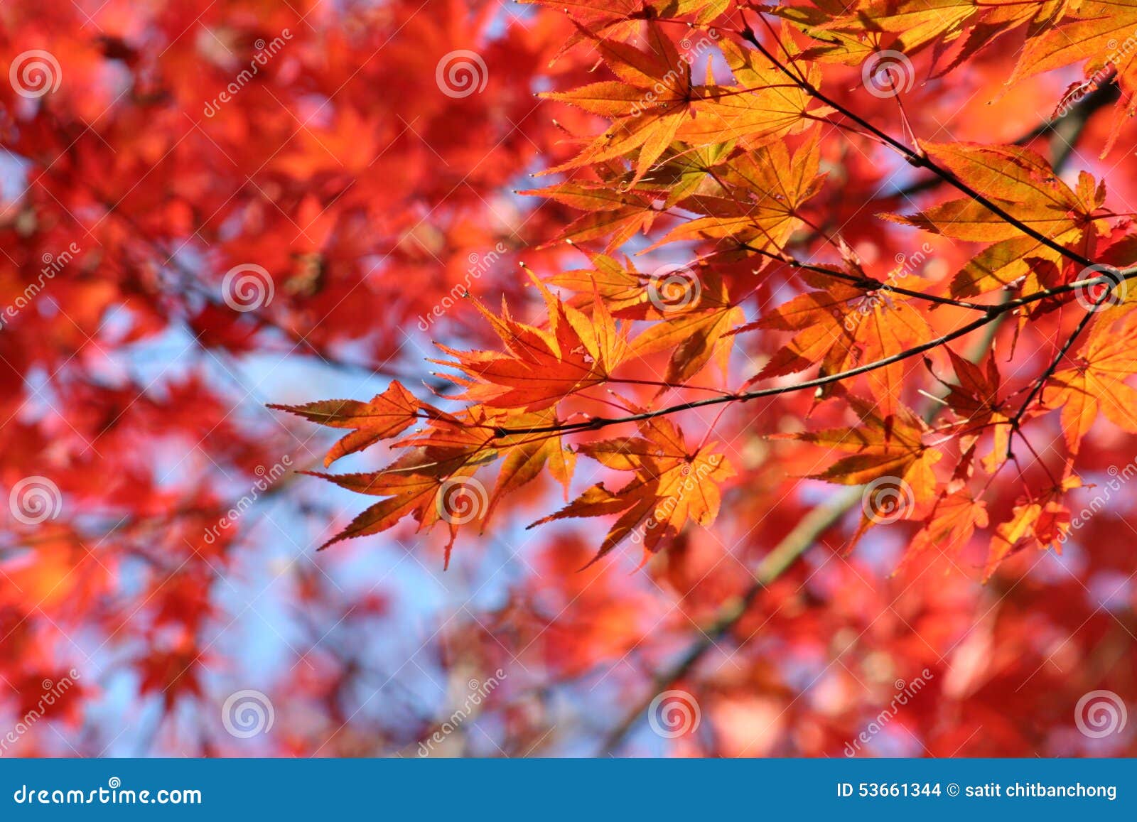 Momiji stock photo. Image of season, leaf, forest, momiji - 53661344