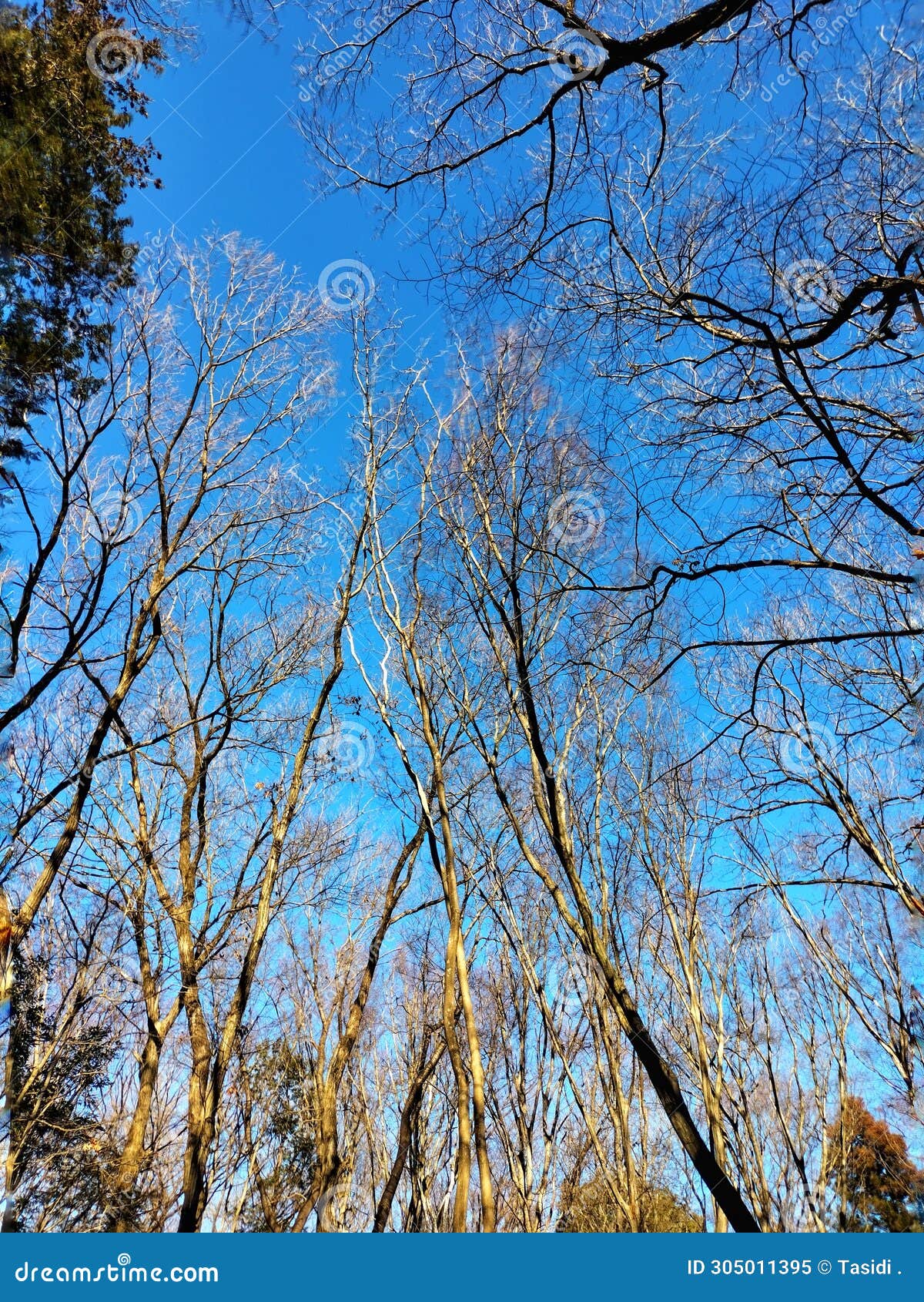 Momiji Trees are Dry because of Winter Stock Image - Image of trees ...