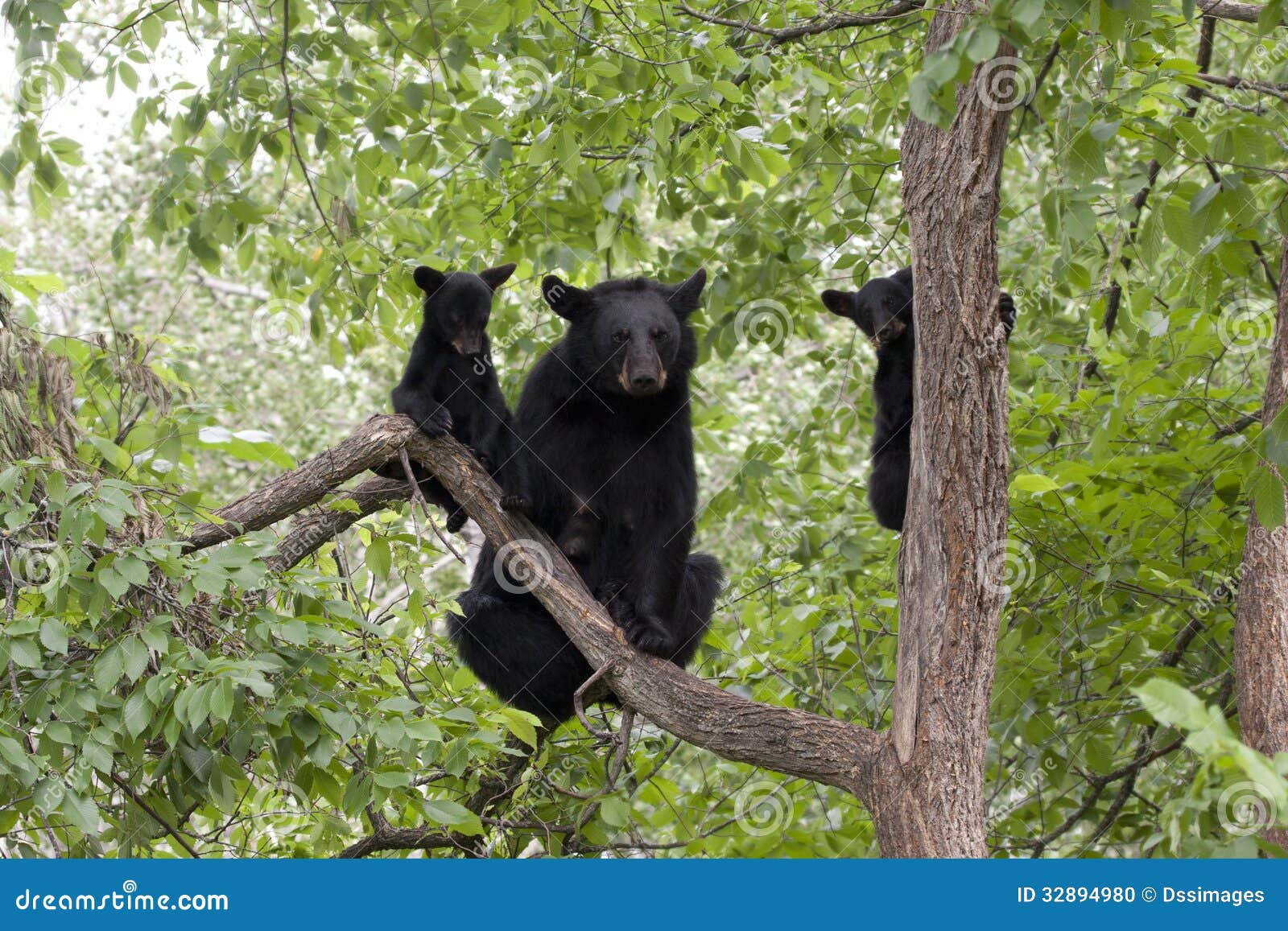 Momma Bear and Two Cubs stock photo. Image of family - 32894980