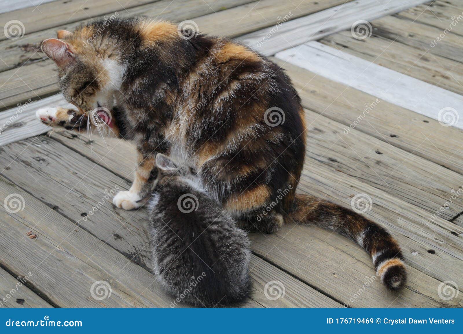 Momma cat with her kittens stock image. Image of house - 176719469