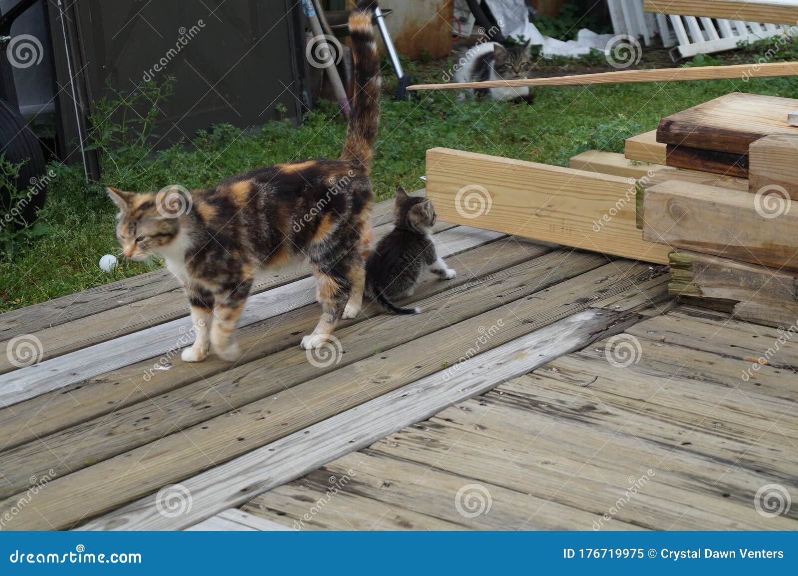 Momma cat with her kittens stock image. Image of kitteh - 176719975