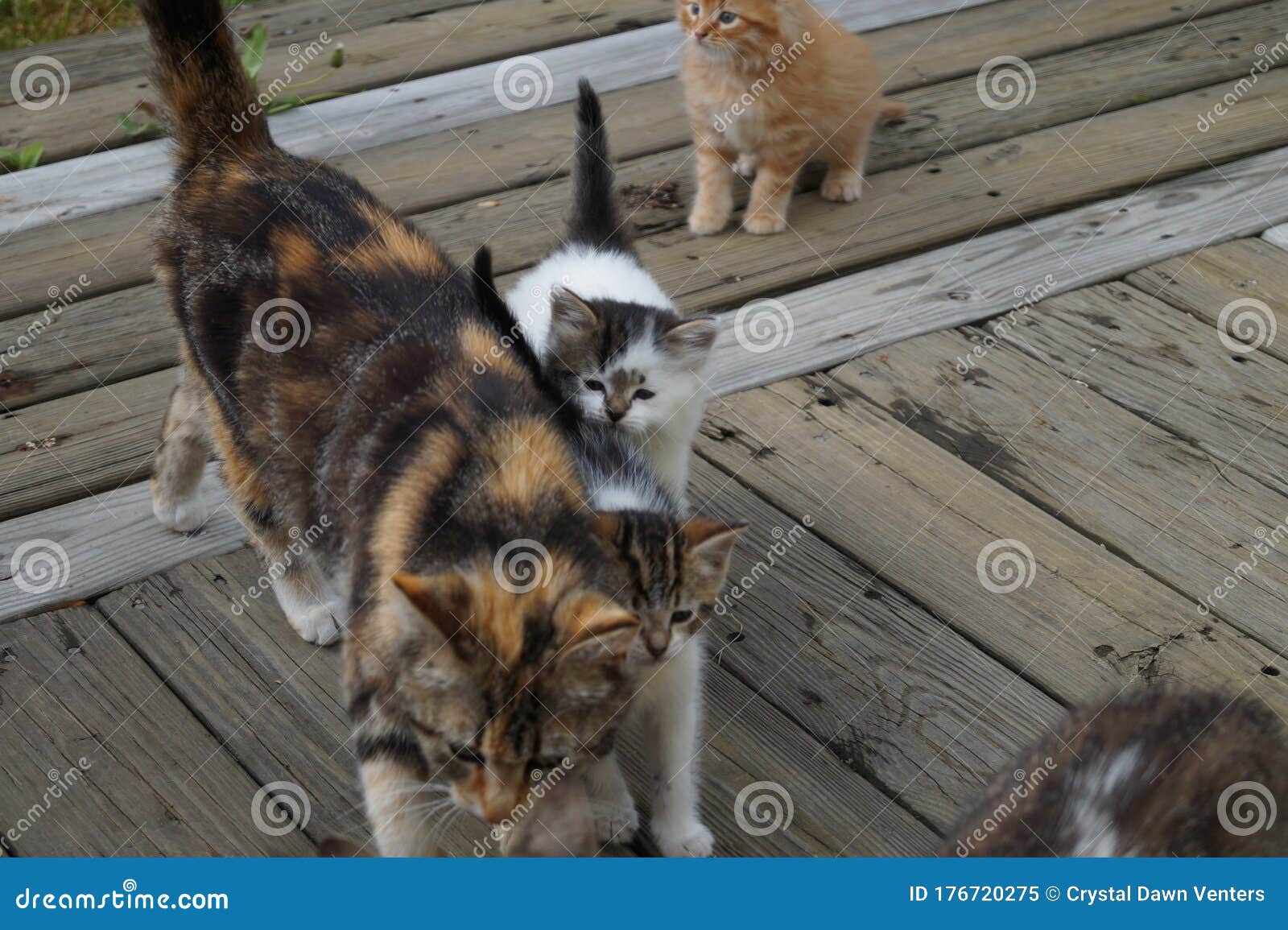 Momma cat with her kittens stock image. Image of deck - 176720275