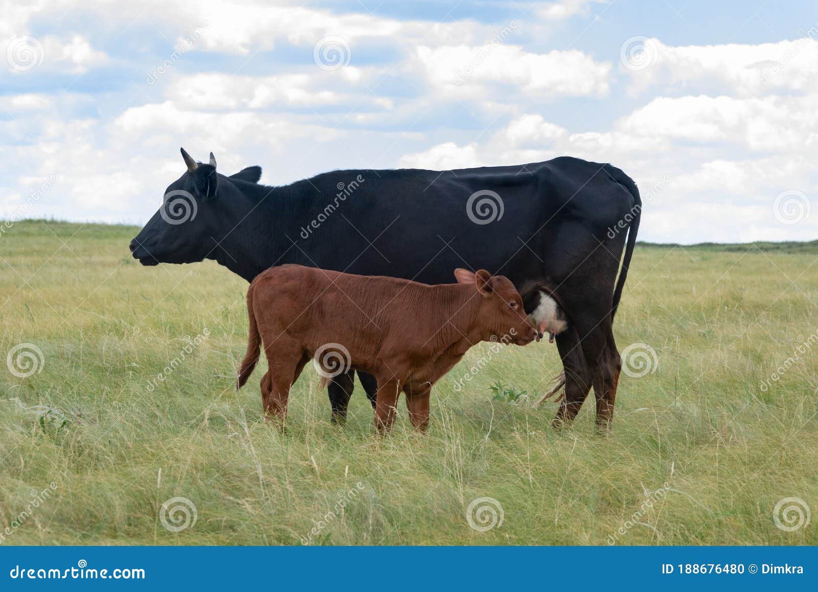 Momma Cow and Calf stock photo. Image of meadow, cattle - 188676480