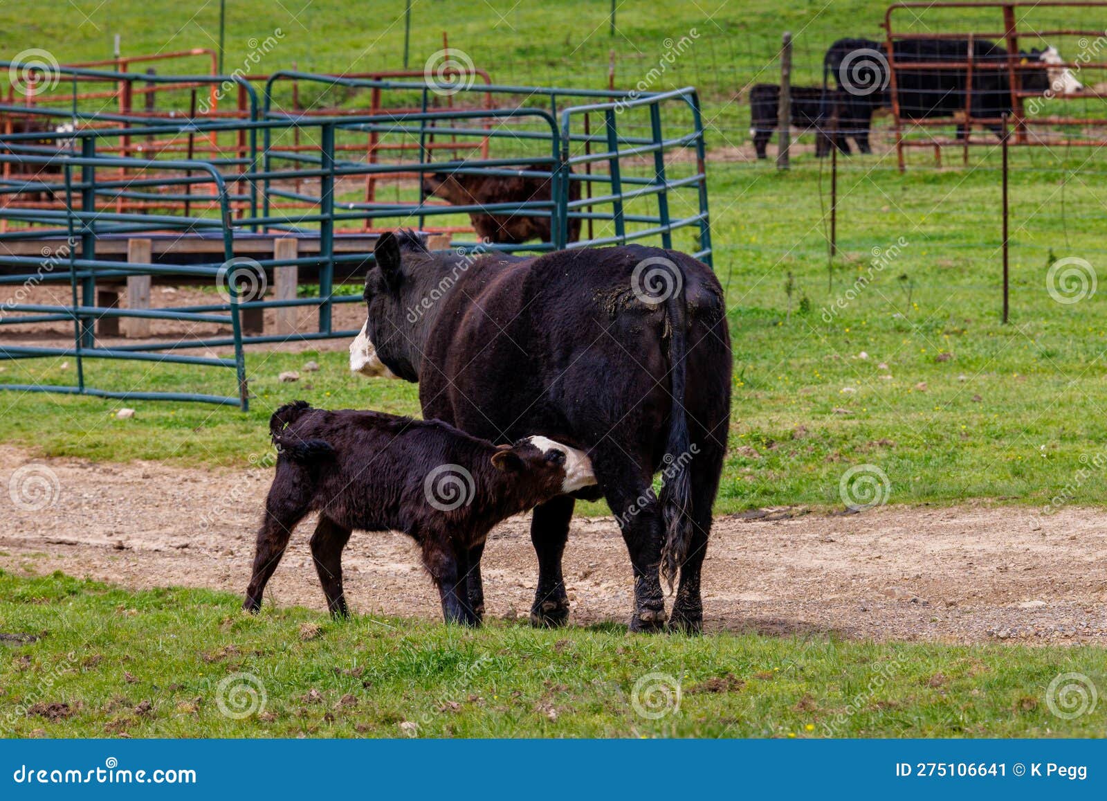 Black Hereford Momma Cow Nursing Calf. Stock Image - Image of angus ...