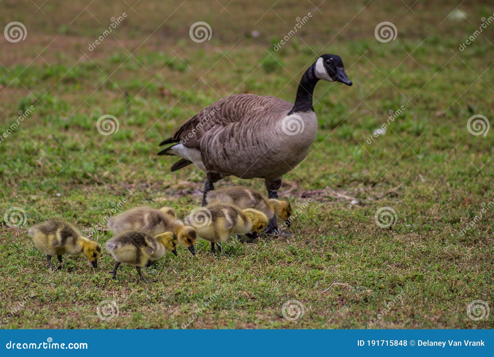 Momma Goose and Her Goslings Stock Photo - Image of goslings, group ...