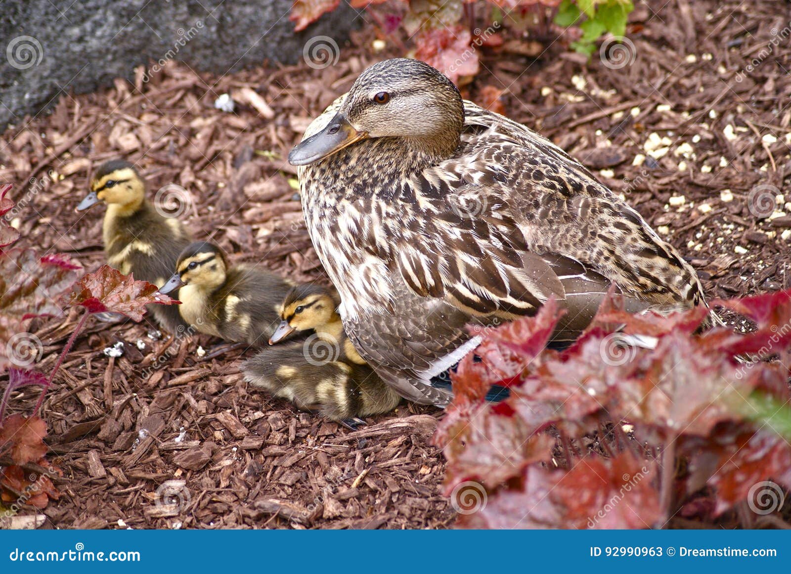 Momma stock image. Image of momma, ducklings, mother - 92990963