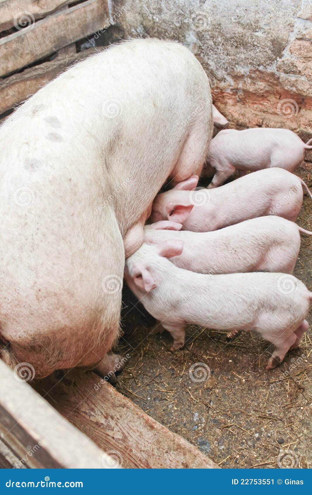 Momma Pig Feeding Little Pigs Stock Image - Image of mammary, female ...