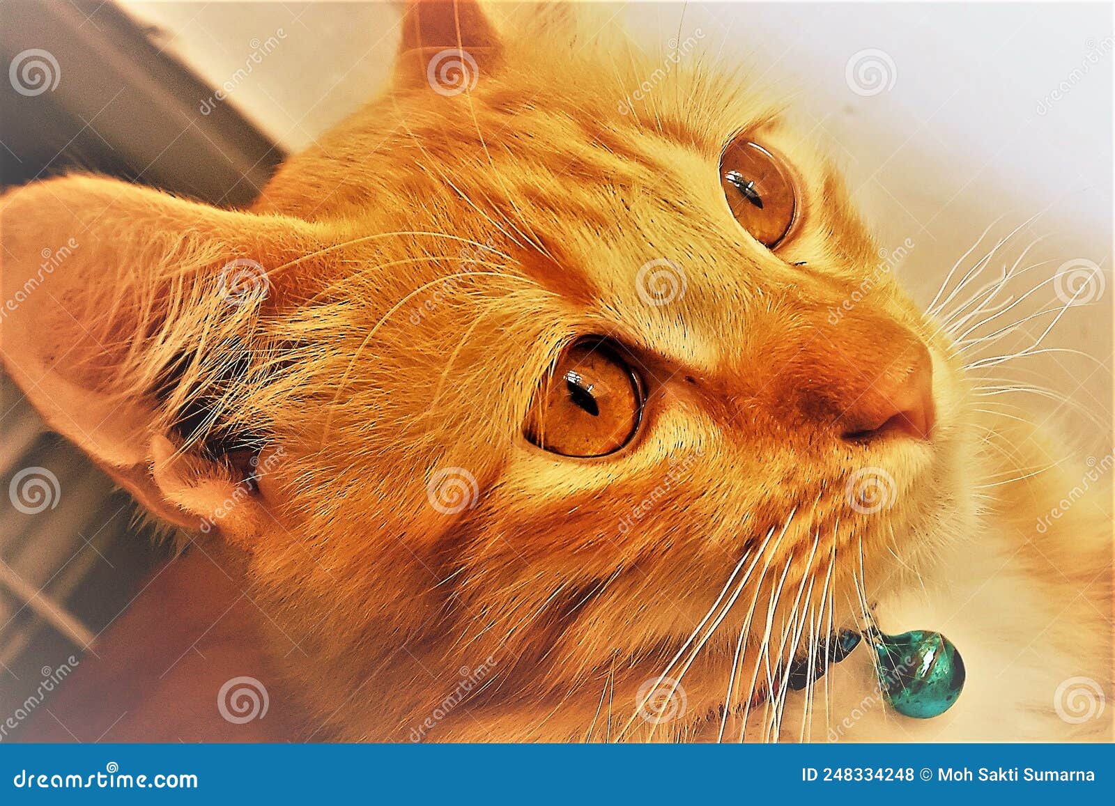 Momo the cat stock photo. Image of snout, head, yellow - 248334248