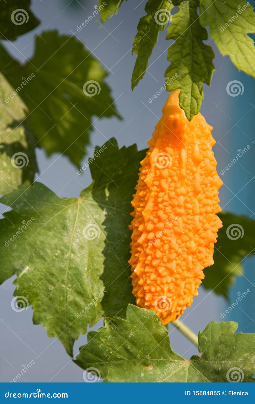 Rosids Ordering Photos - Free & Royalty-Free Stock Photos from Dreamstime