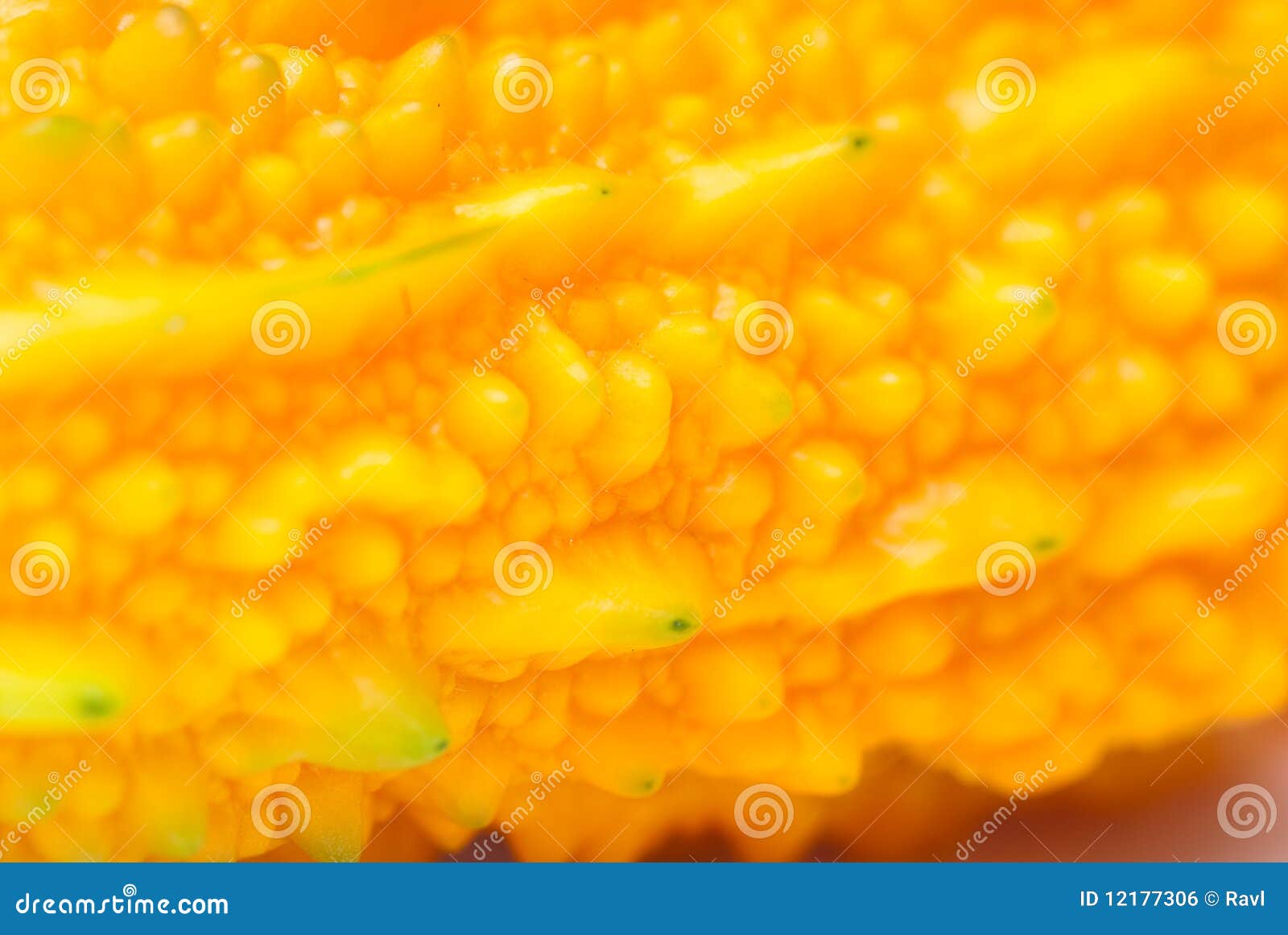 Momordica charantia stock photo. Image of exotic, cooking - 12177306