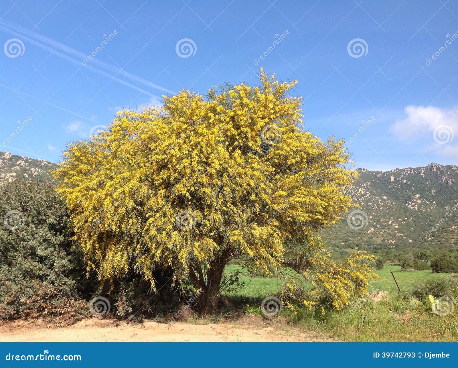 Momosa plant stock image. Image of flowers, spring, plant - 39742793