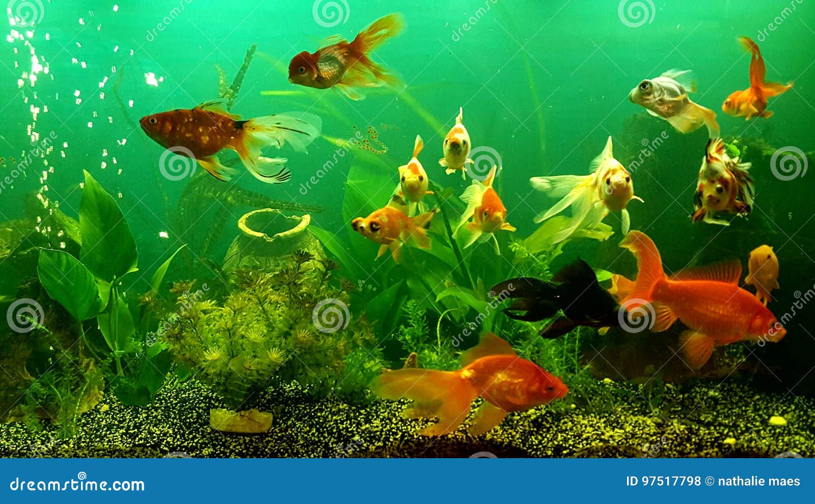Mon Aquarium Avec Le Poisson Rouge De Queue De Voile Photo stock ...
