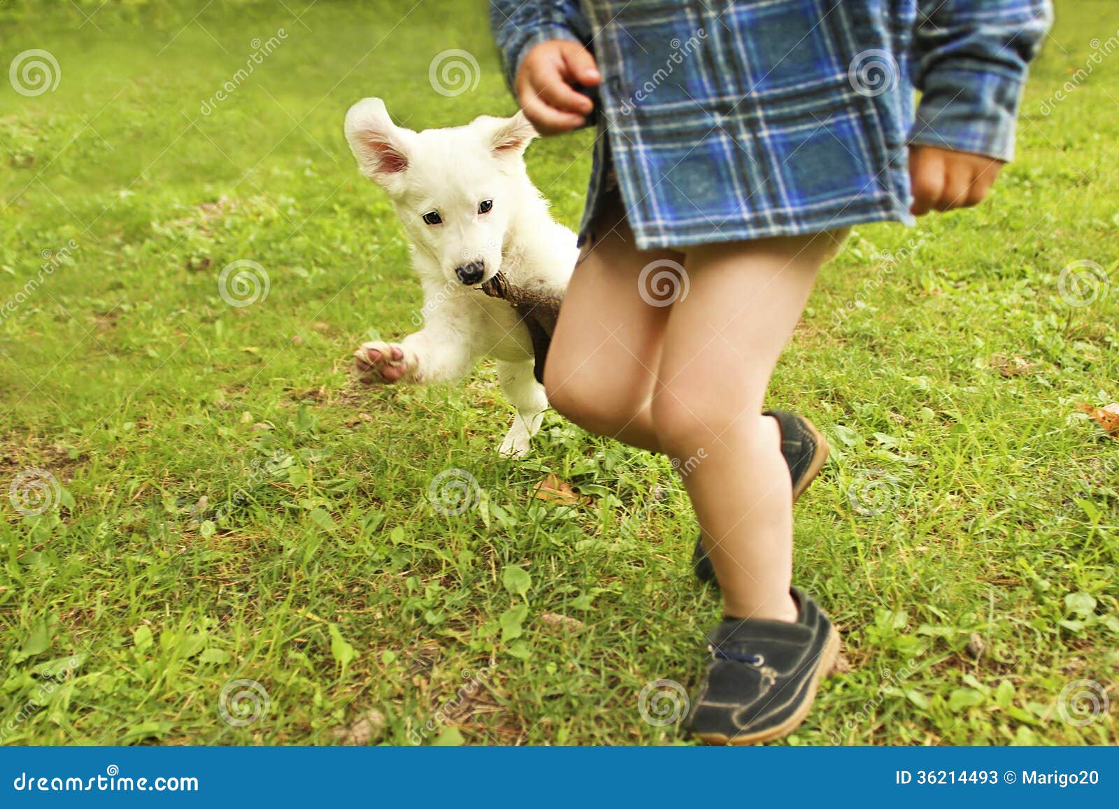 Mon chiot. image stock. Image du crabot, pièce, sain - 36214493