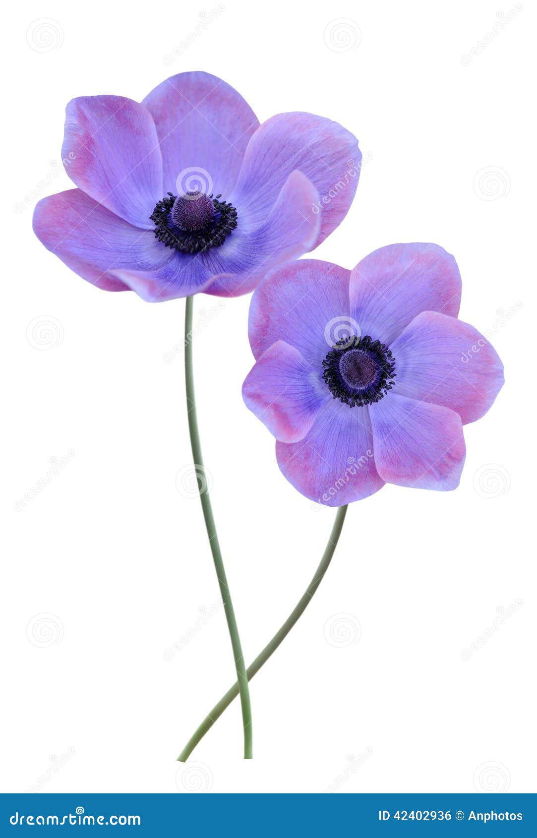 Mona Lisa se ruboriza flor foto de archivo. Imagen de flor - 42402936