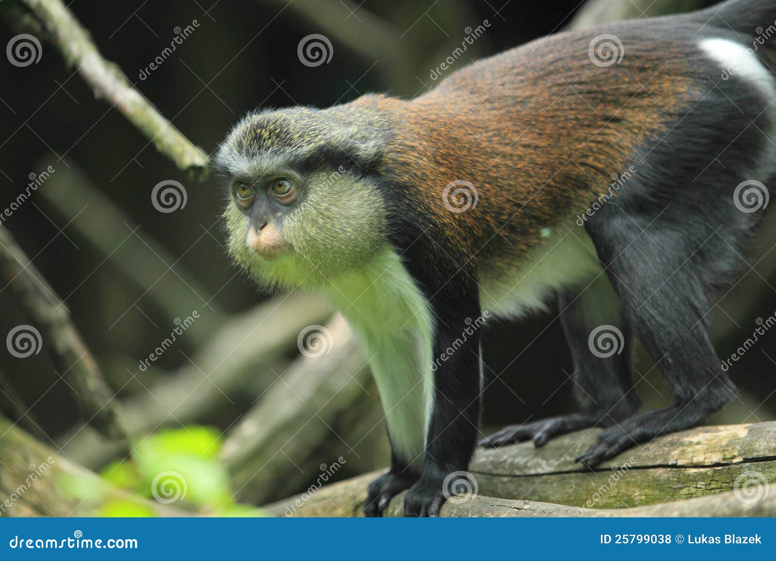 Mona monkey stock photo. Image of wood, world, animal - 25799038