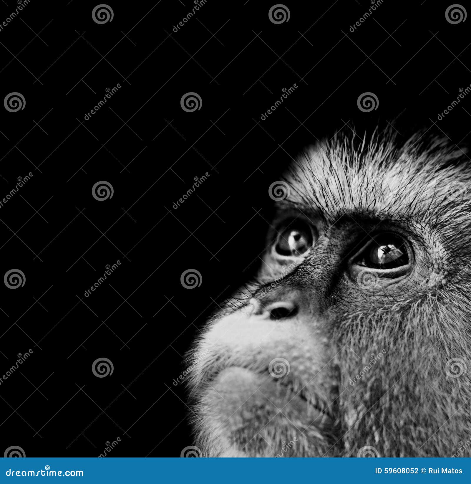 Mona Monkey stock photo. Image of monkey, front, closeup - 59608052