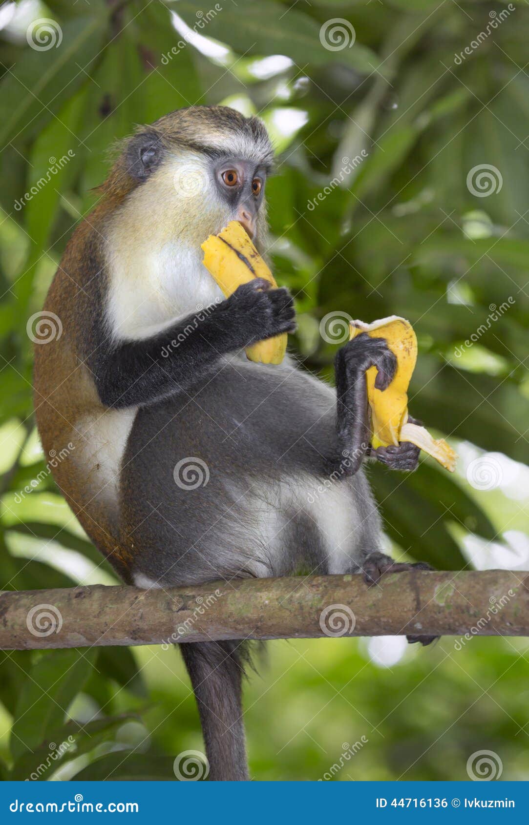 Mona Monkey (Cercopithecus Mona) in a Tree. Stock Photo - Image of ...