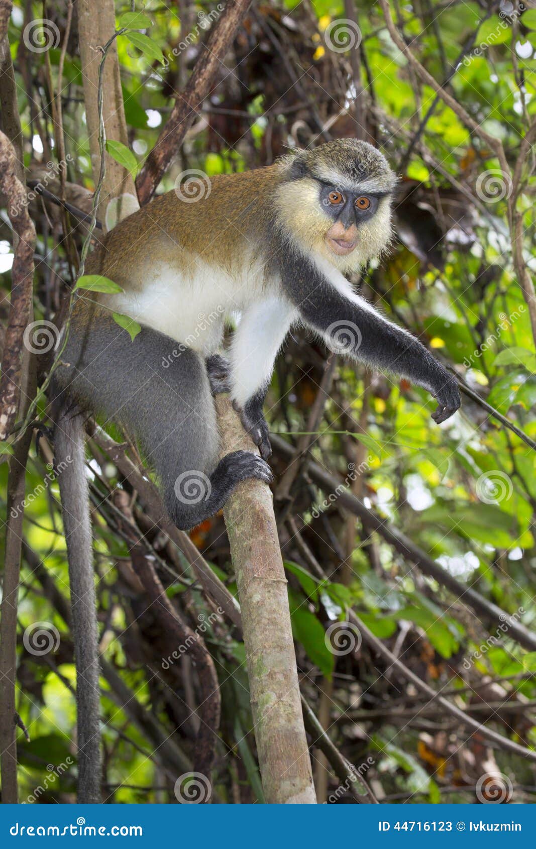 Mona Monkey (Cercopithecus Mona) in a Tree. Stock Image - Image of ...