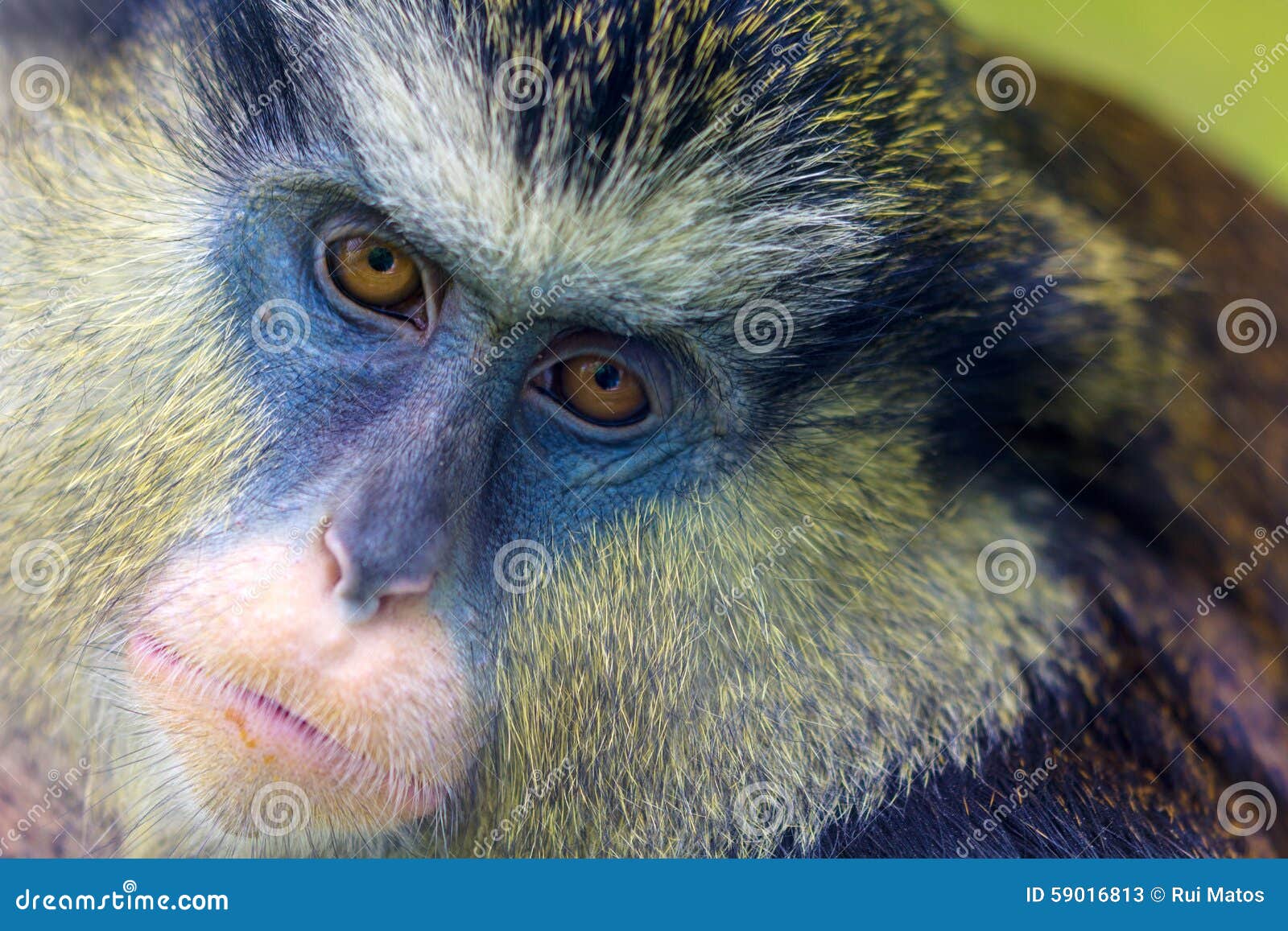Mona Monkey stock image. Image of detail, close, facing - 59016813