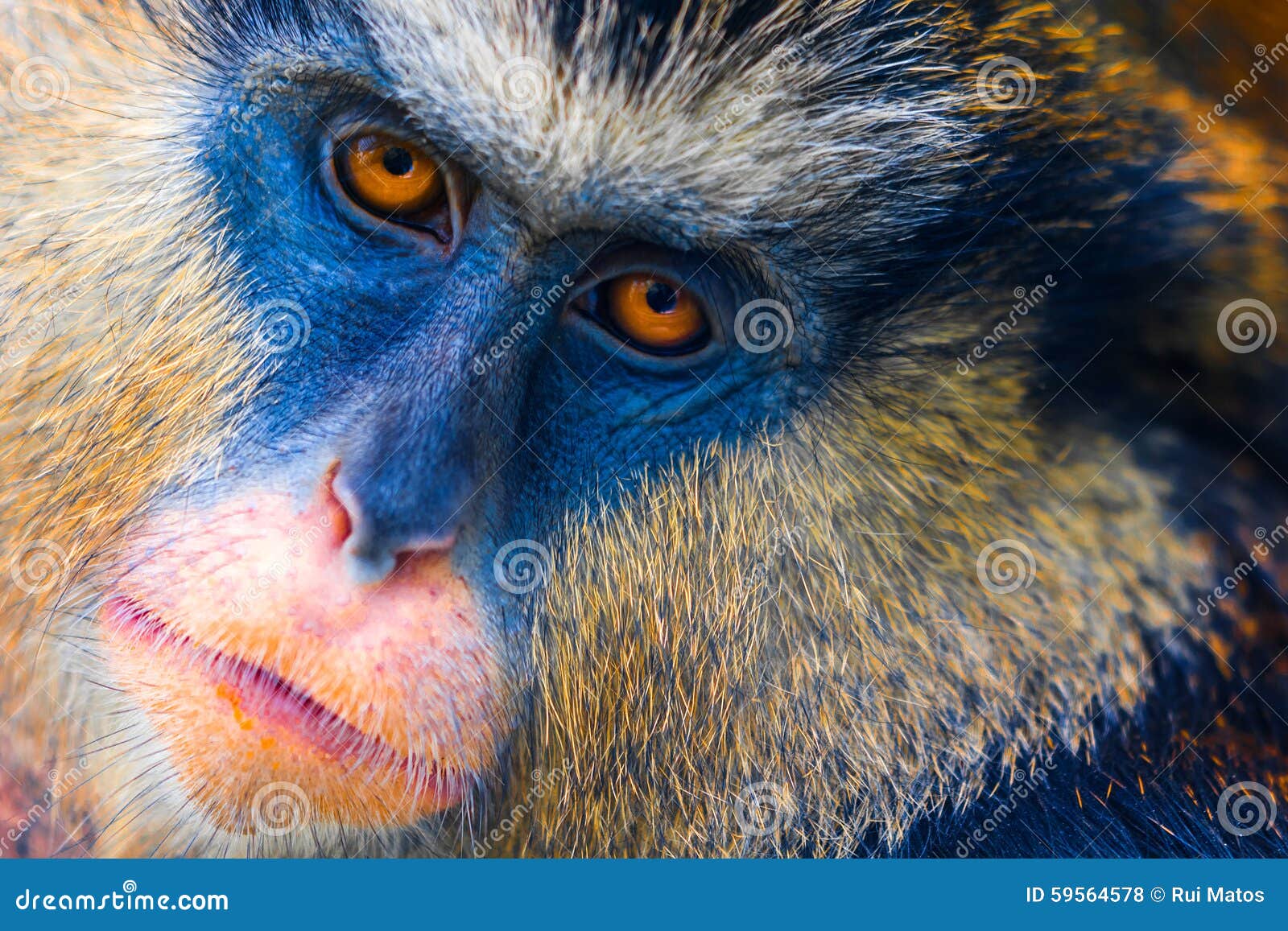 Monkey Stock Photography | CartoonDealer.com #8074508