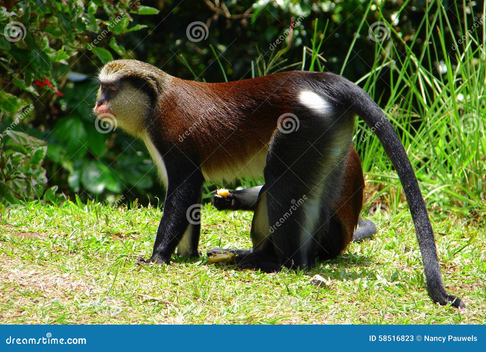 Mona Monkey on the grass. stock image. Image of cercopithecus - 58516823